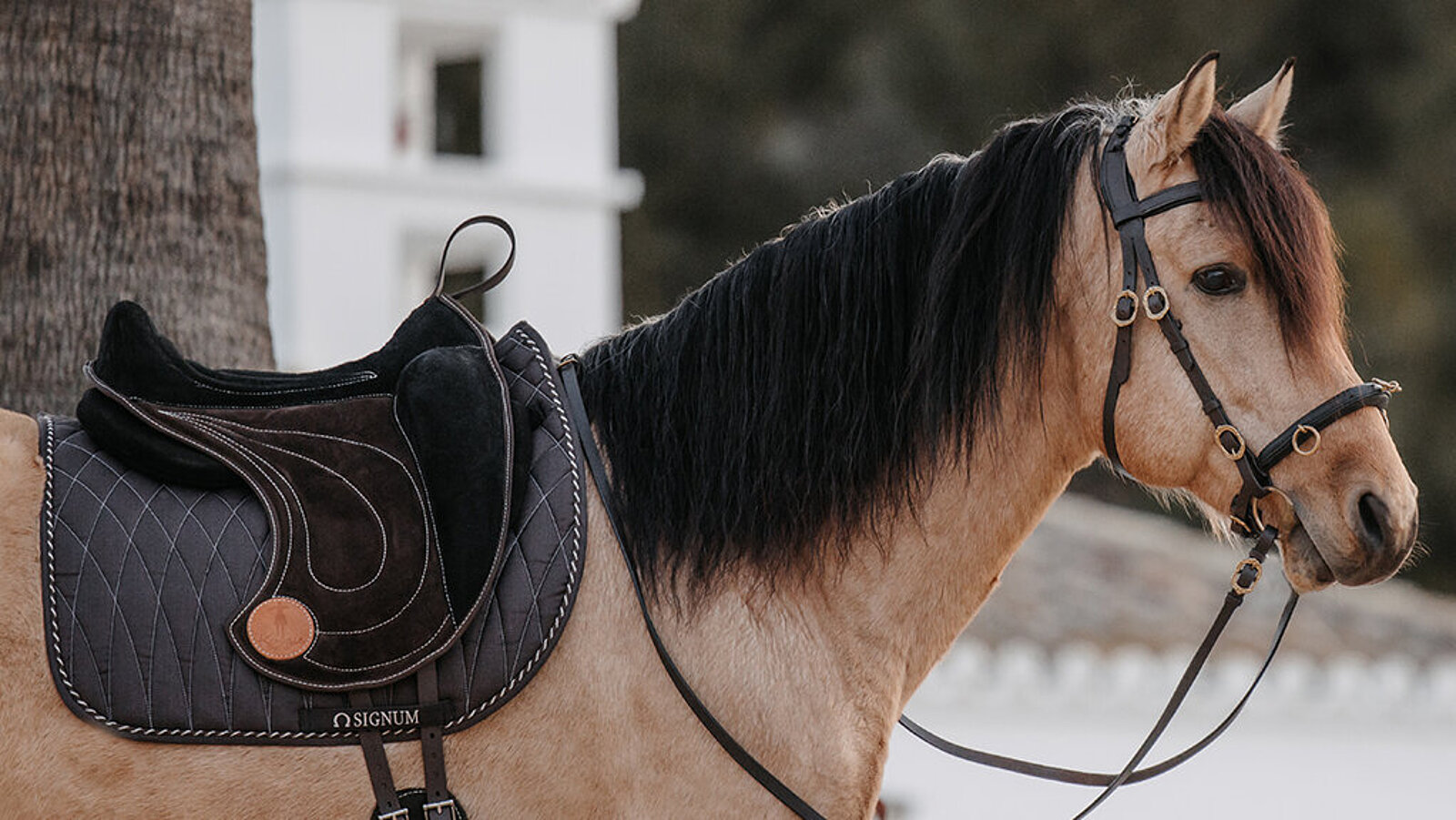 PADDLE® & RIDING PADS - Signum Sattelservice