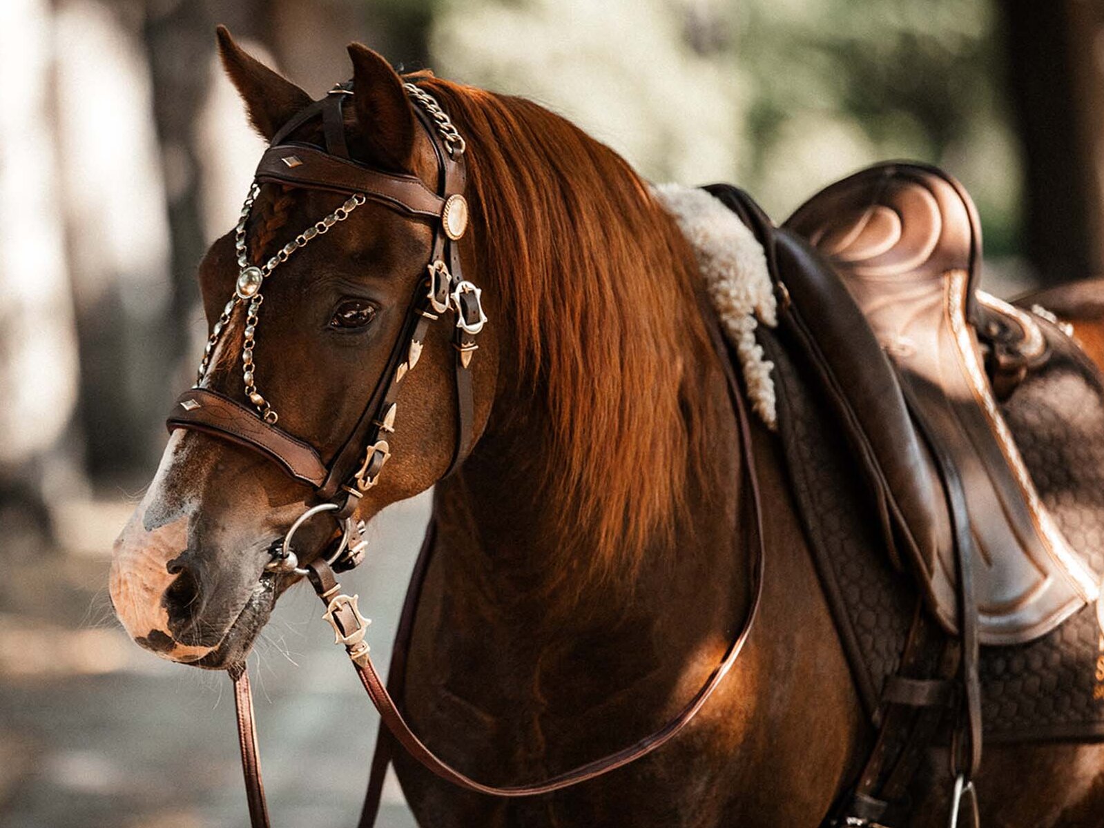 Working Equitation - Signum Sattelservice