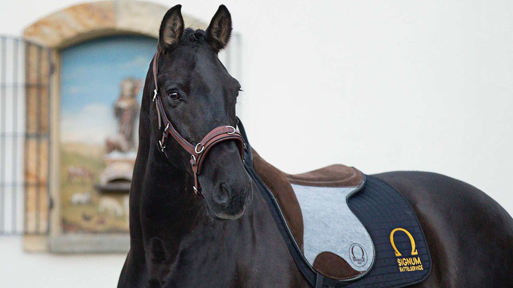 PADDLE® & Riding Pads - Signum Sattelservice