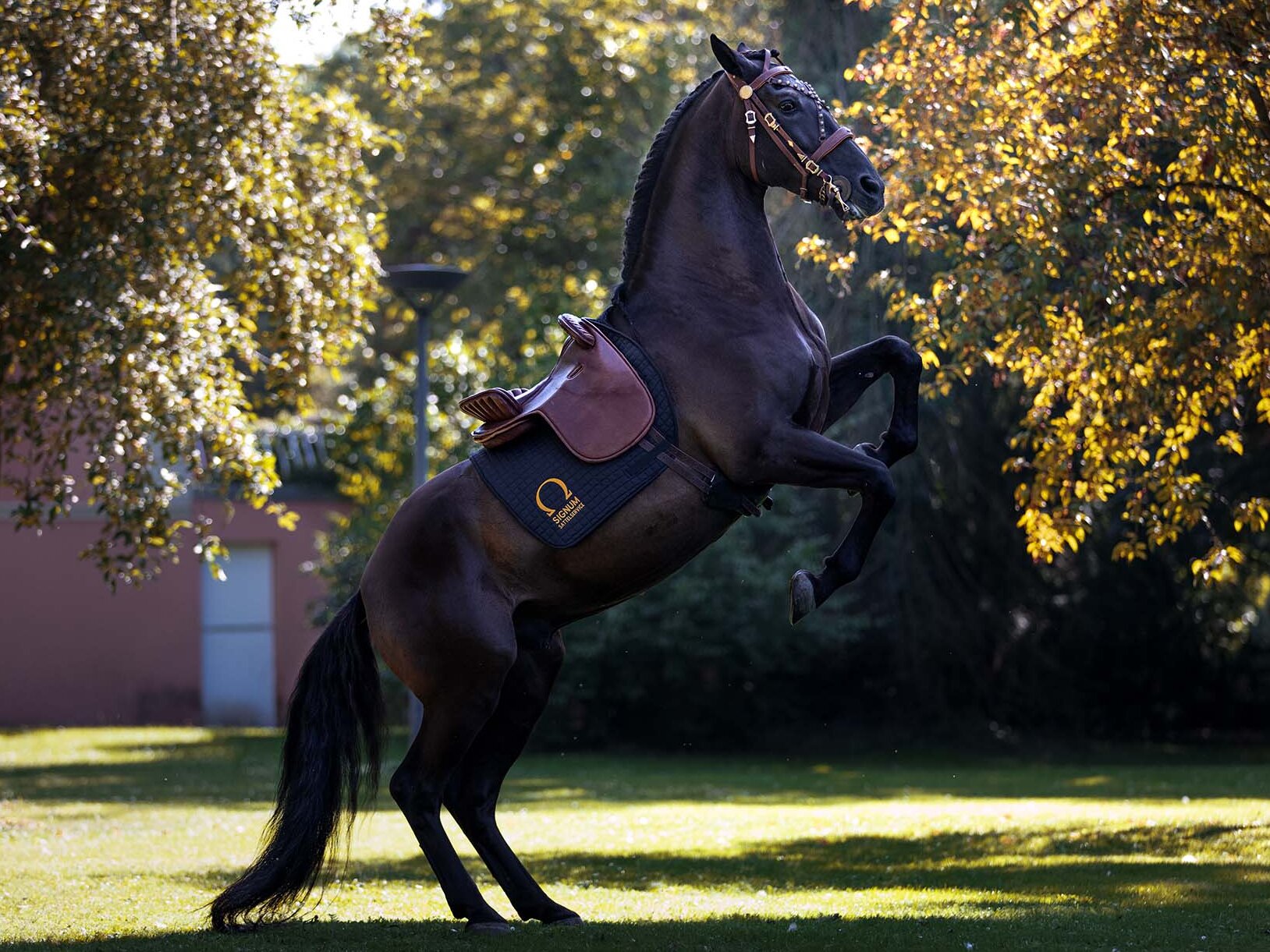 Saddle Buying - Signum Sattelservice